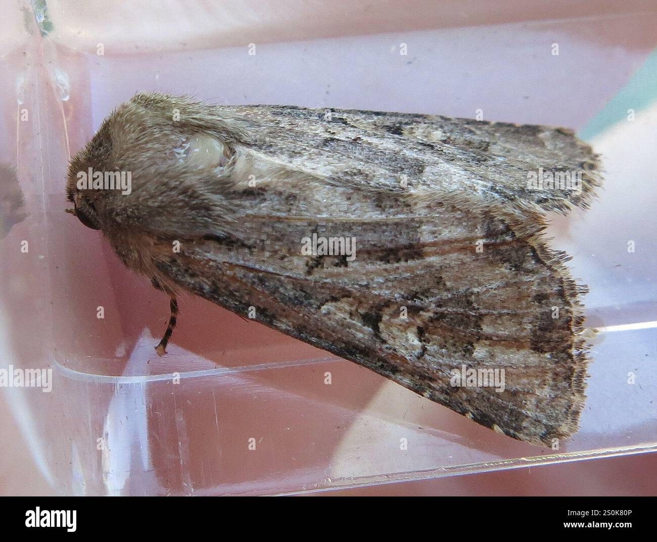 Flounced Rustic (Luperina testacea Stock Photo - Alamy