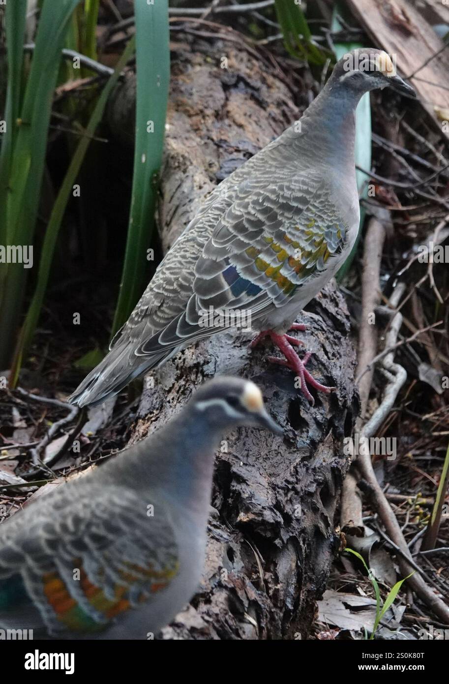 Common Bronzewing (Phaps chalcoptera Stock Photo - Alamy