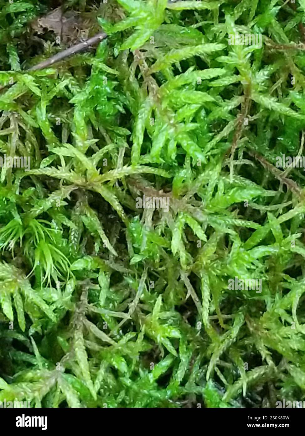 big red stem moss (Pleurozium Stock Photo - Alamy