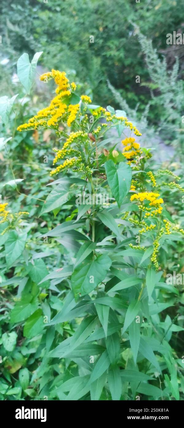 giant goldenrod (Solidago gigantea Stock Photo - Alamy