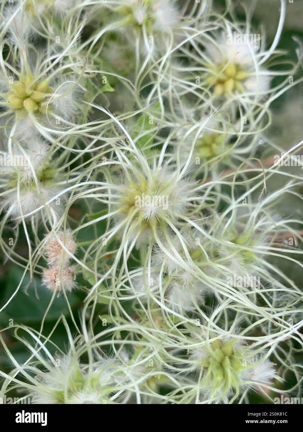 Western White Clematis (Clematis ligusticifolia Stock Photo - Alamy