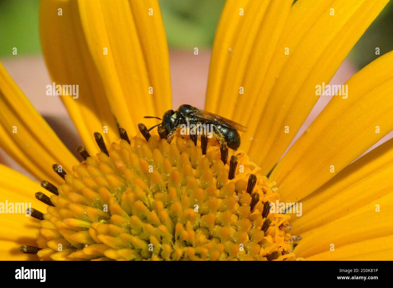 Small Carpenter Bees (Ceratina Stock Photo - Alamy