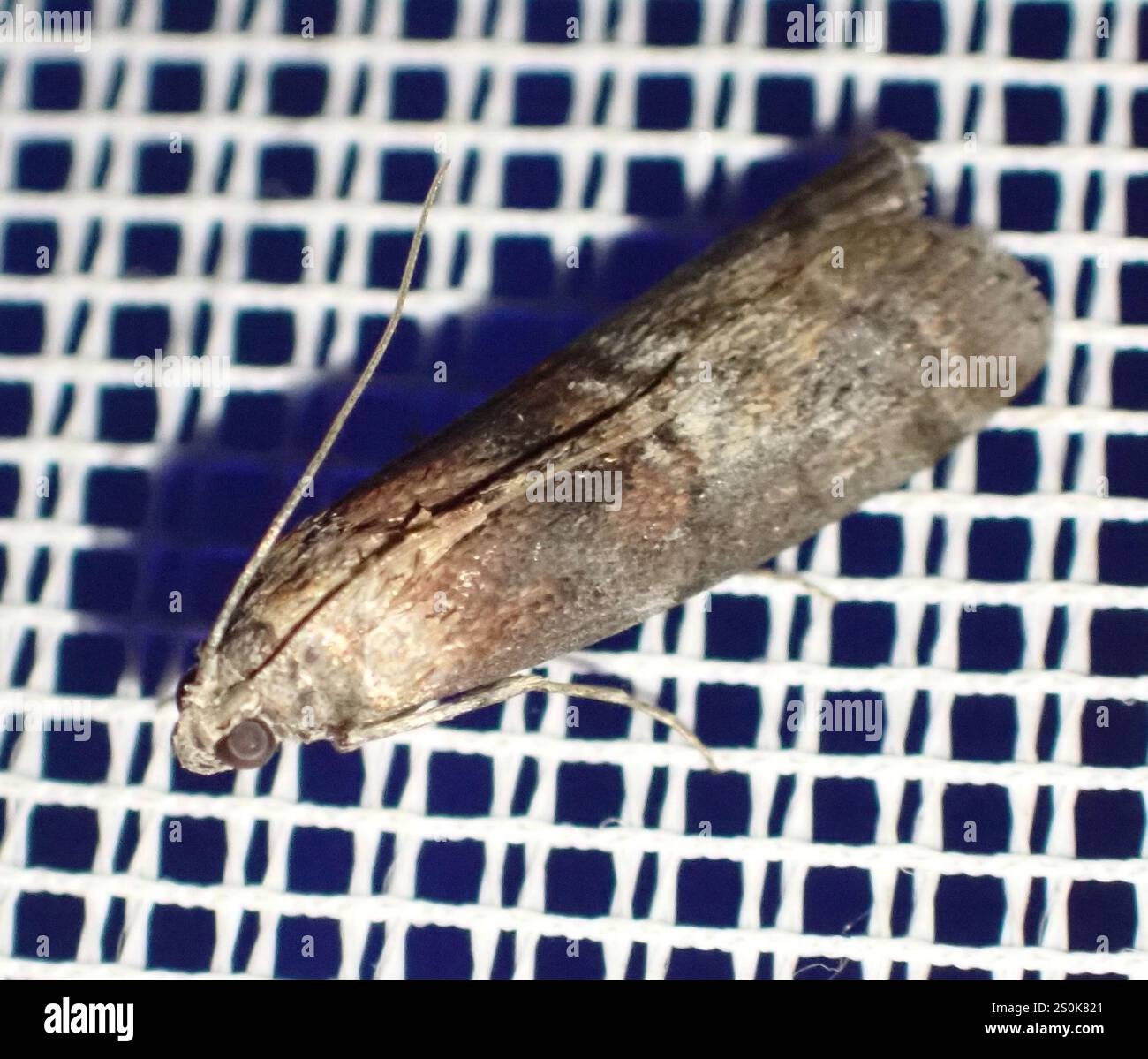 Dotted Oak Knot-horn (Phycita roborella Stock Photo - Alamy