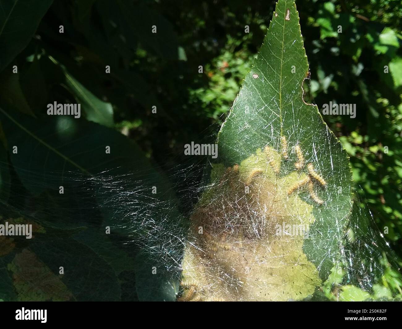 Fall Webworm Moth (Hyphantria cunea Stock Photo - Alamy
