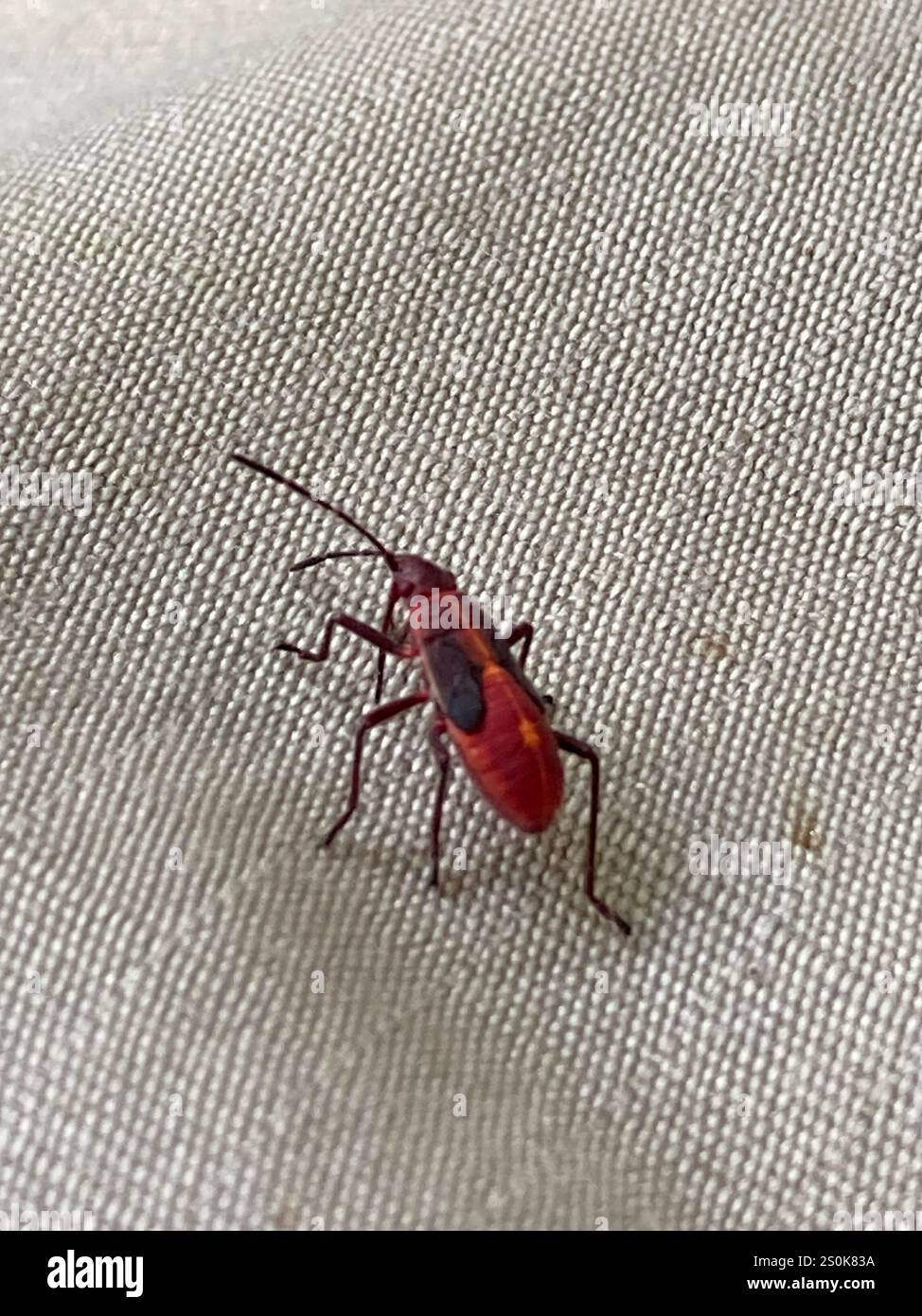 Eastern Boxelder Bug (Boisea trivittata Stock Photo - Alamy