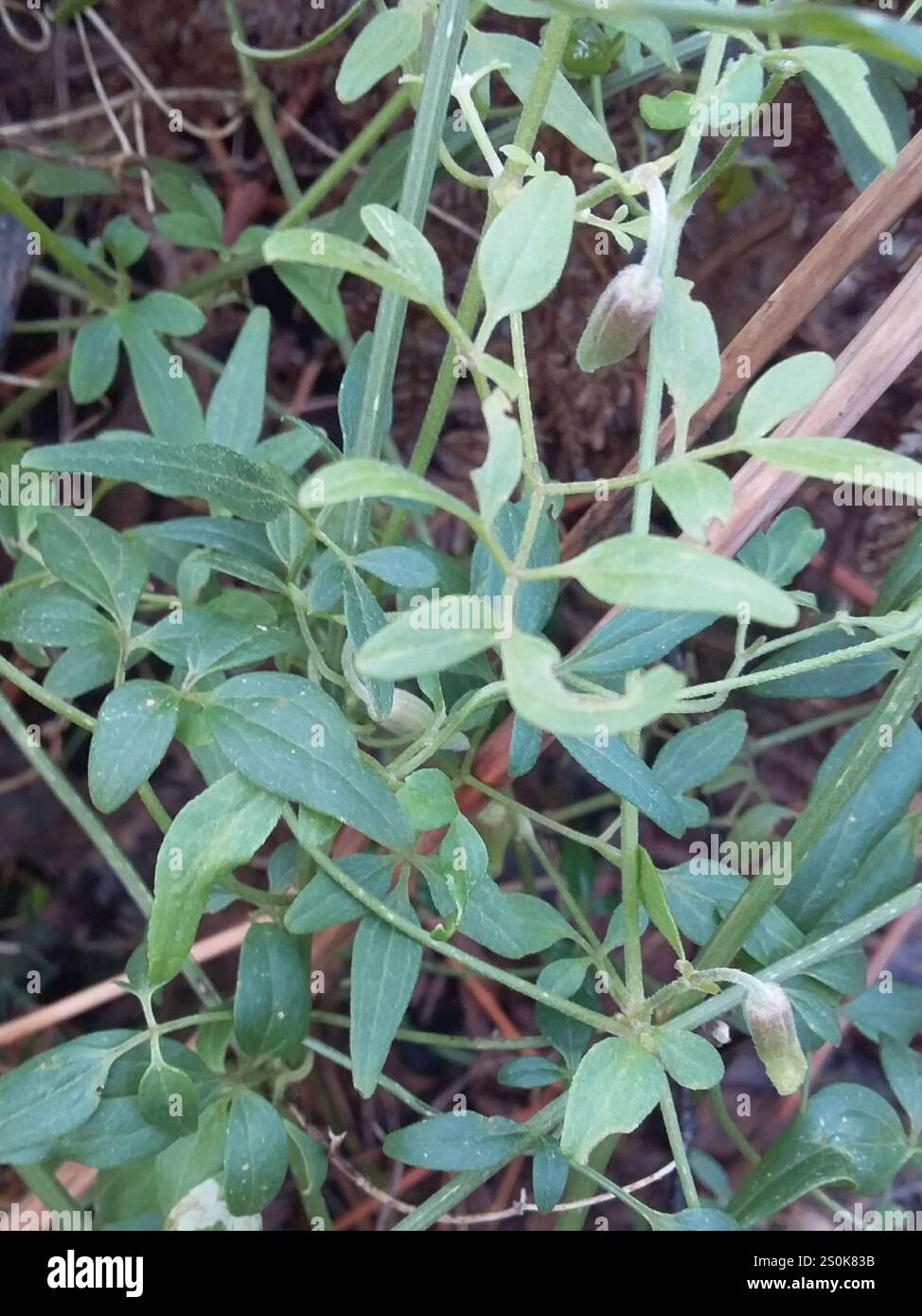 Small-leaved Clematis (Clematis microphylla Stock Photo - Alamy