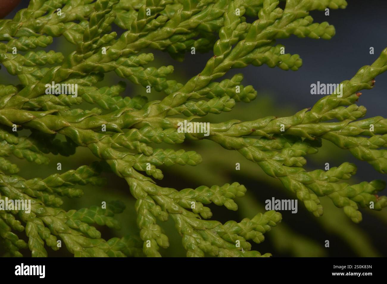 Alaska yellow cedar (Callitropsis nootkatensis Stock Photo - Alamy