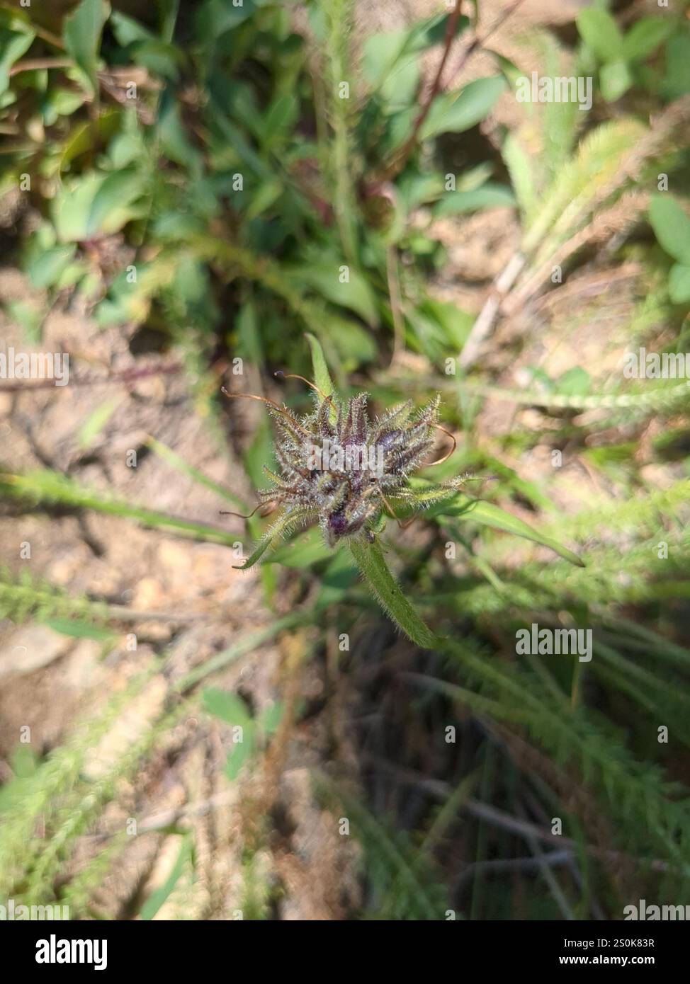Whipple's penstemon (Penstemon whippleanus Stock Photo - Alamy