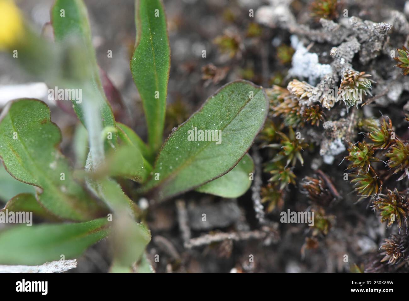 Slender Hawkweed (Hieracium triste Stock Photo - Alamy