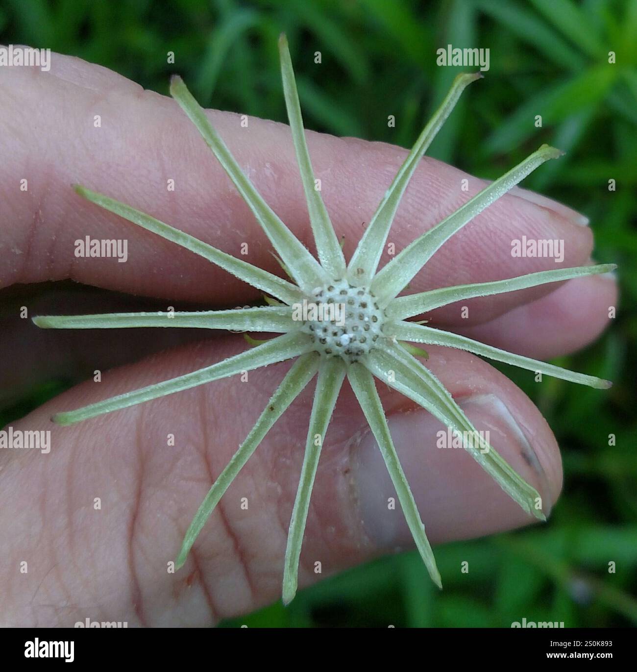 Lettuce, Chicory, Dandelion and Salsify Tribe (Cichorieae Stock Photo ...