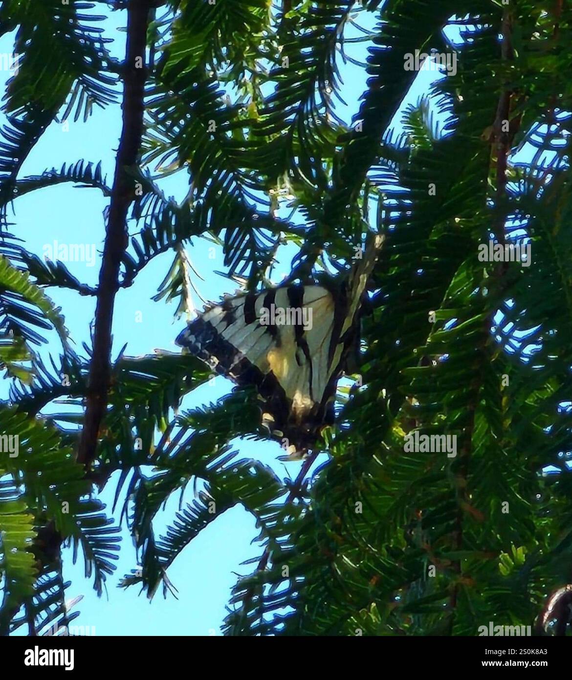 Western Tiger Swallowtail (Papilio rutulus Stock Photo - Alamy