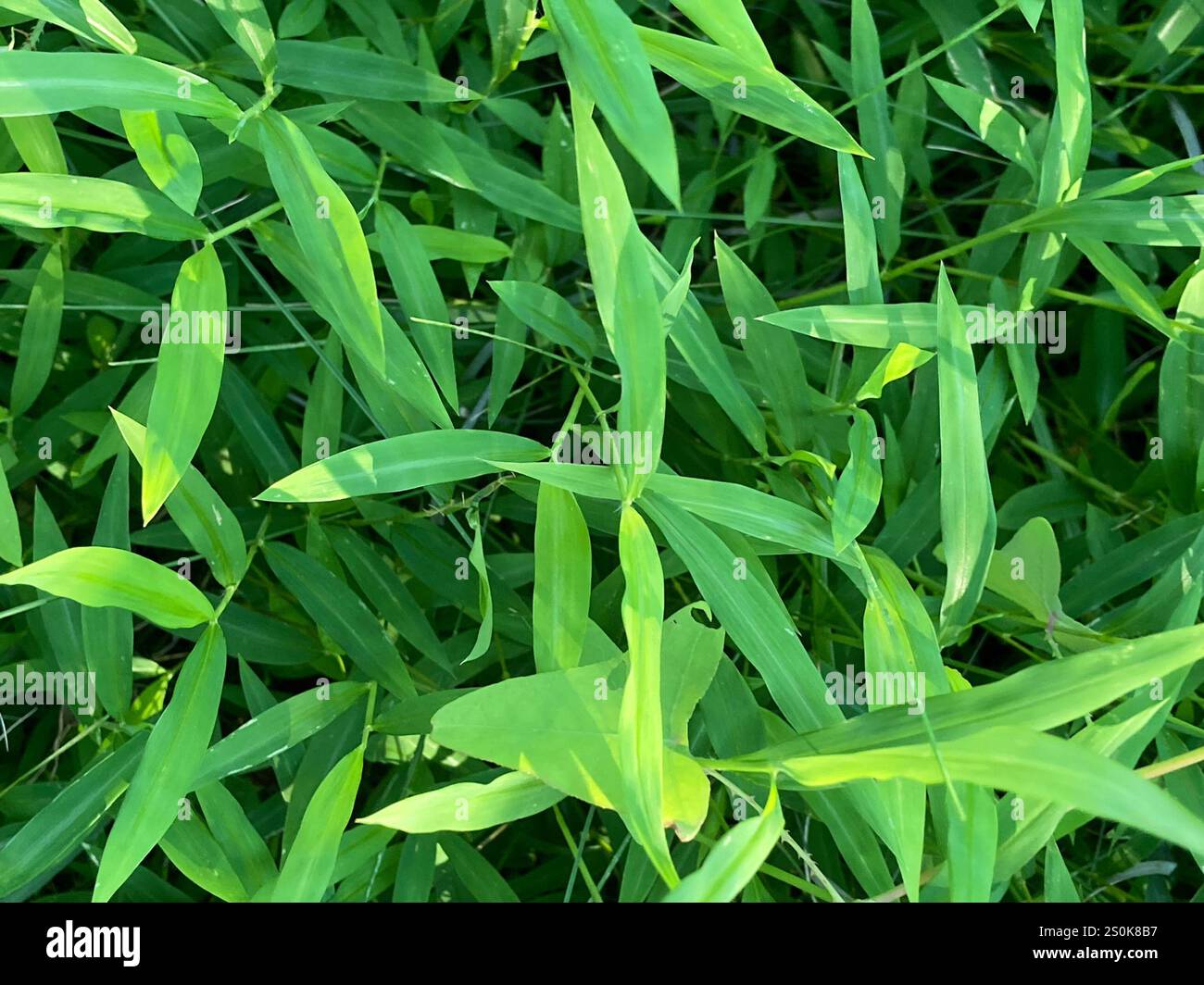 Japanese stiltgrass (Microstegium vimineum Stock Photo - Alamy