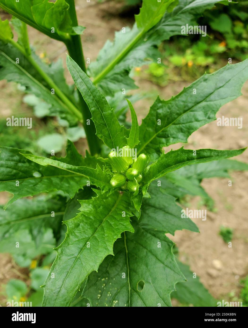 American burnweed (Erechtites hieraciifolius Stock Photo - Alamy