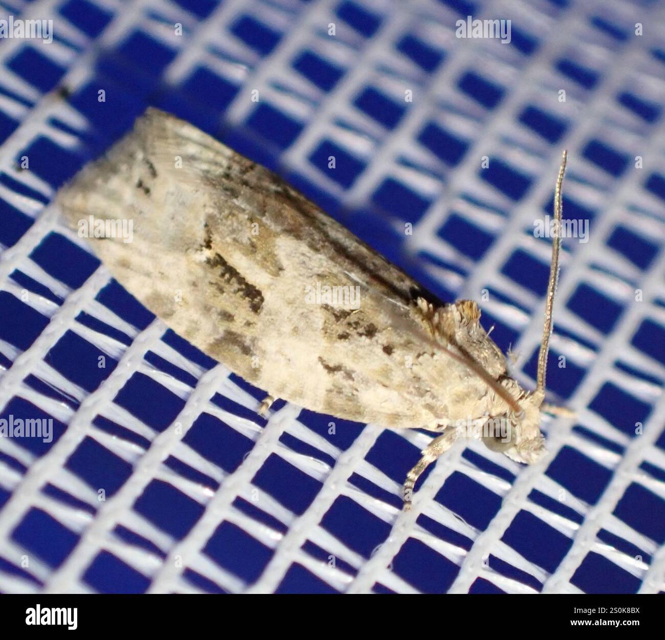 Willow Marble (Apotomis lineana Stock Photo - Alamy