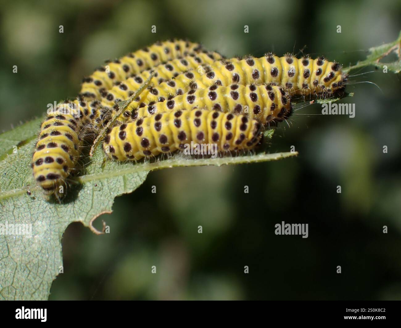 Grapeleaf Skeletonizer Moth (Harrisina americana Stock Photo - Alamy