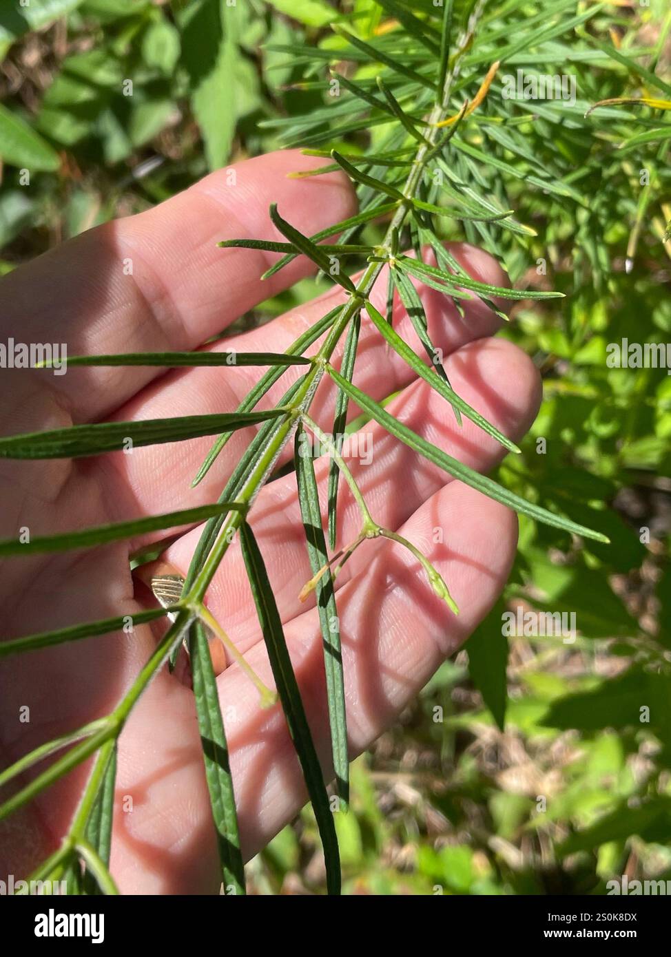 whorled milkweed (Asclepias verticillata Stock Photo - Alamy