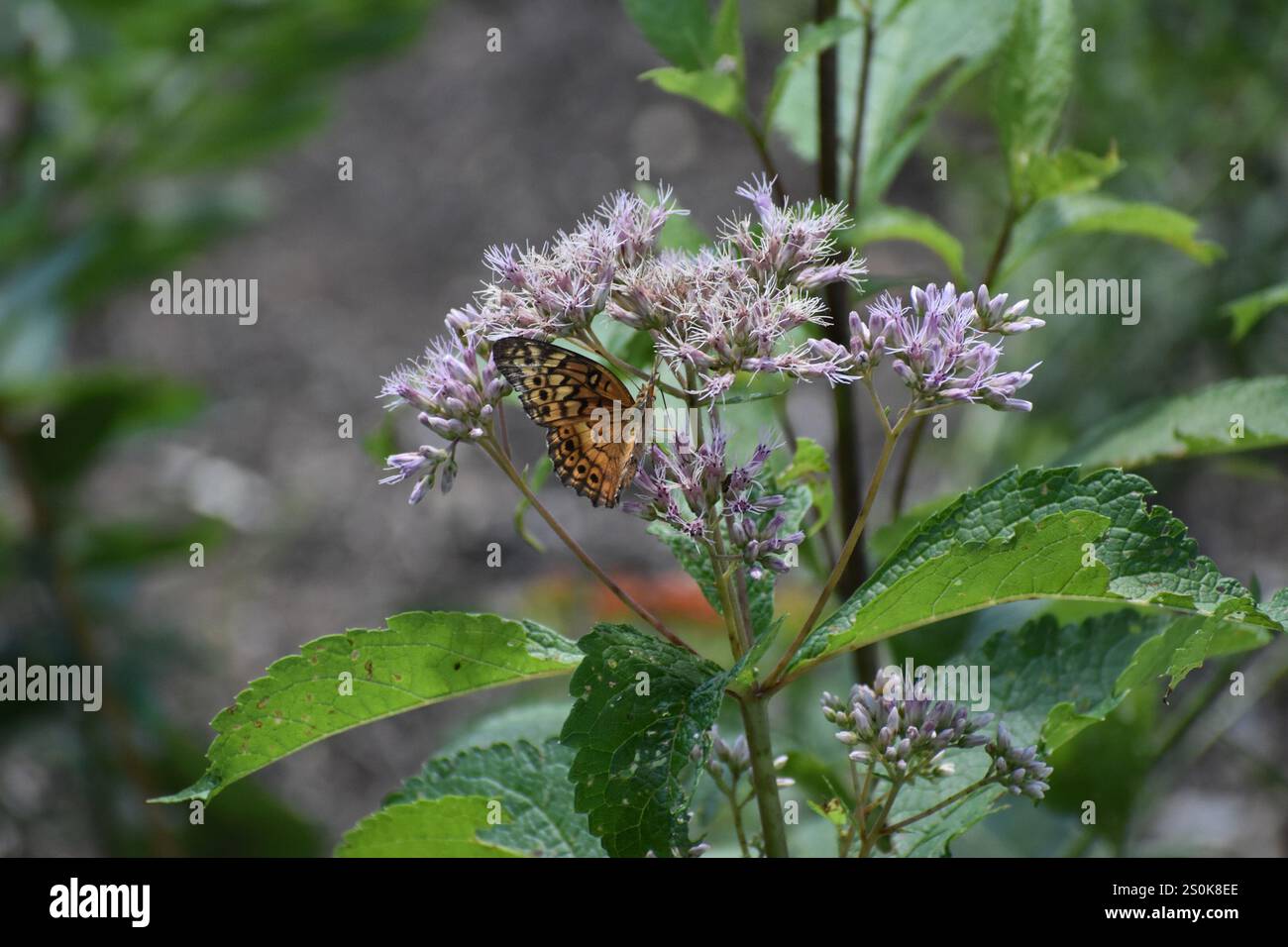 Variegated Fritillary (Euptoieta claudia Stock Photo - Alamy