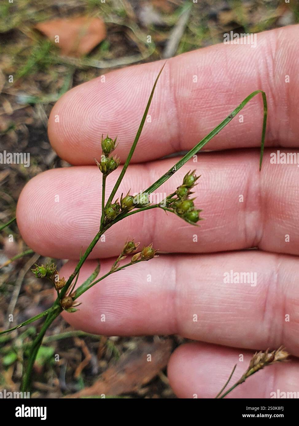 Jointed rush (Juncus articulatus Stock Photo - Alamy