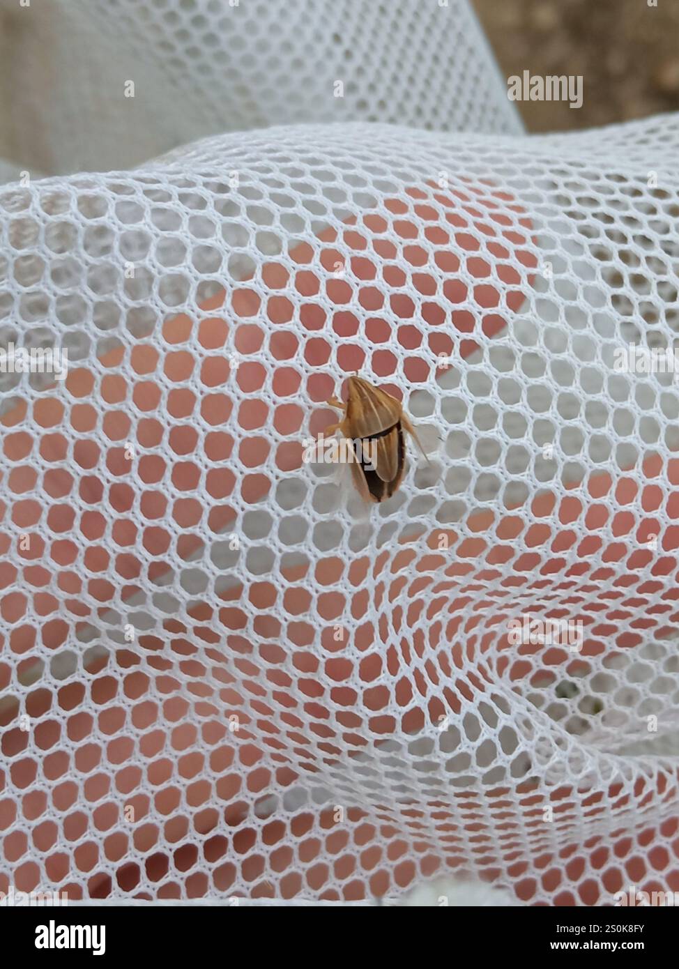 Bishop's Mitre Shield Bug (Aelia acuminata Stock Photo - Alamy