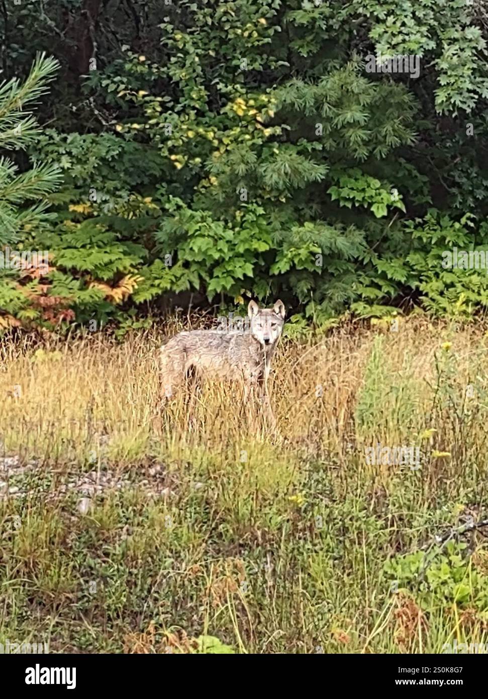Eastern Wolf (Canis lycaon Stock Photo - Alamy