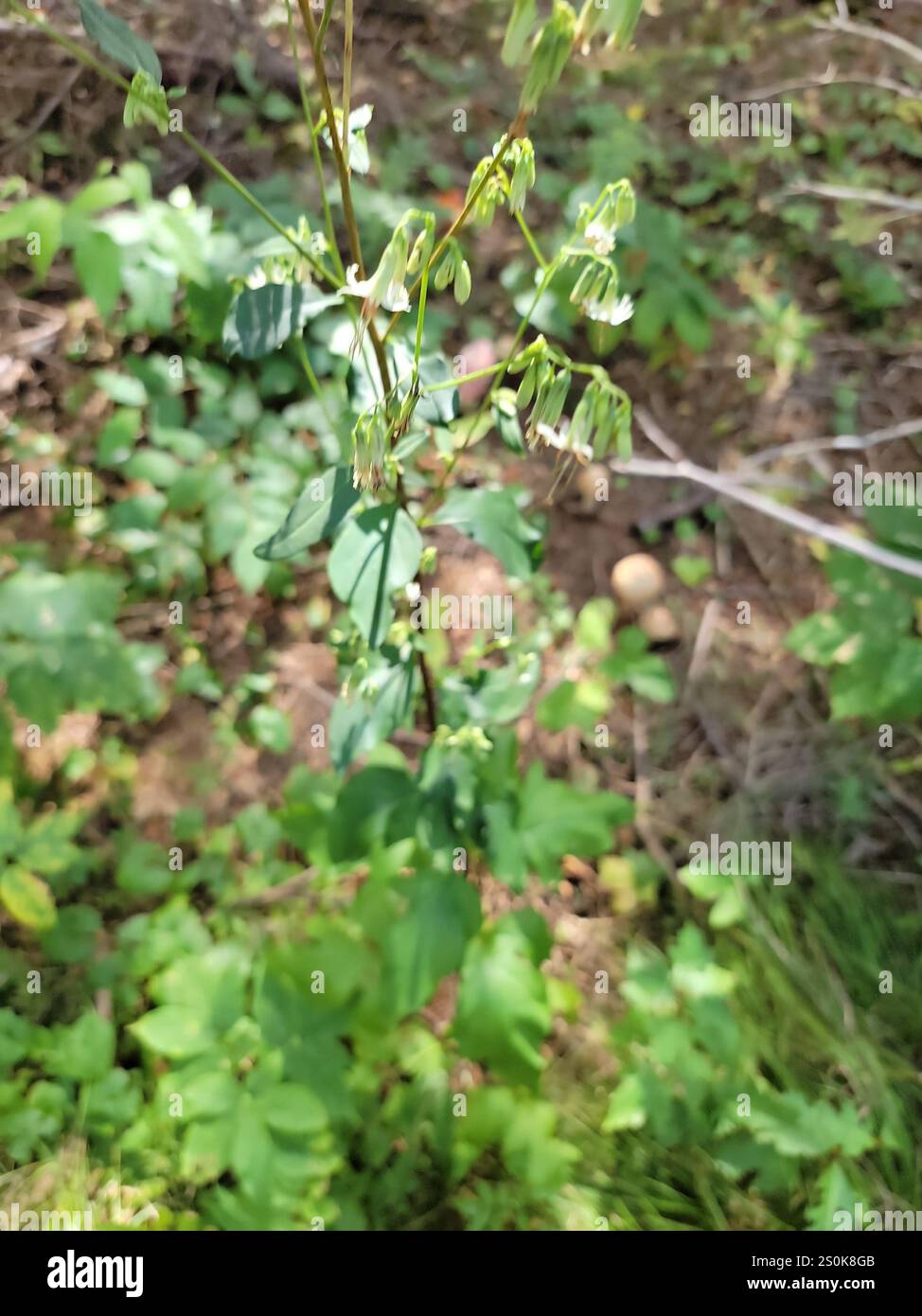 three-leaved rattlesnake root (Nabalus trifoliolatus Stock Photo - Alamy