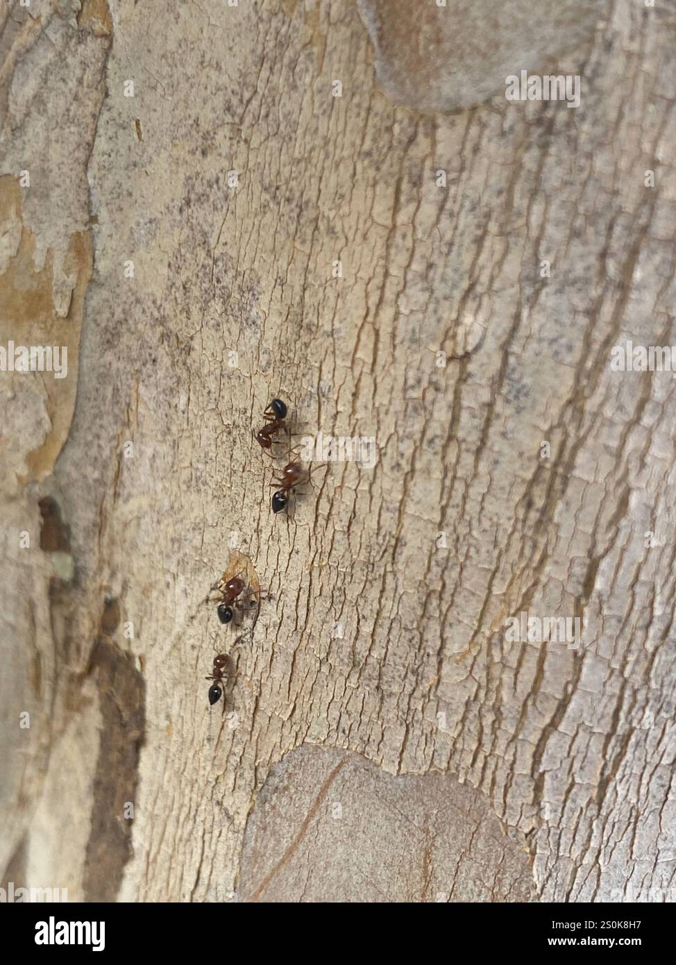 Shiny Acrobat Ant (Crematogaster laeviuscula Stock Photo - Alamy