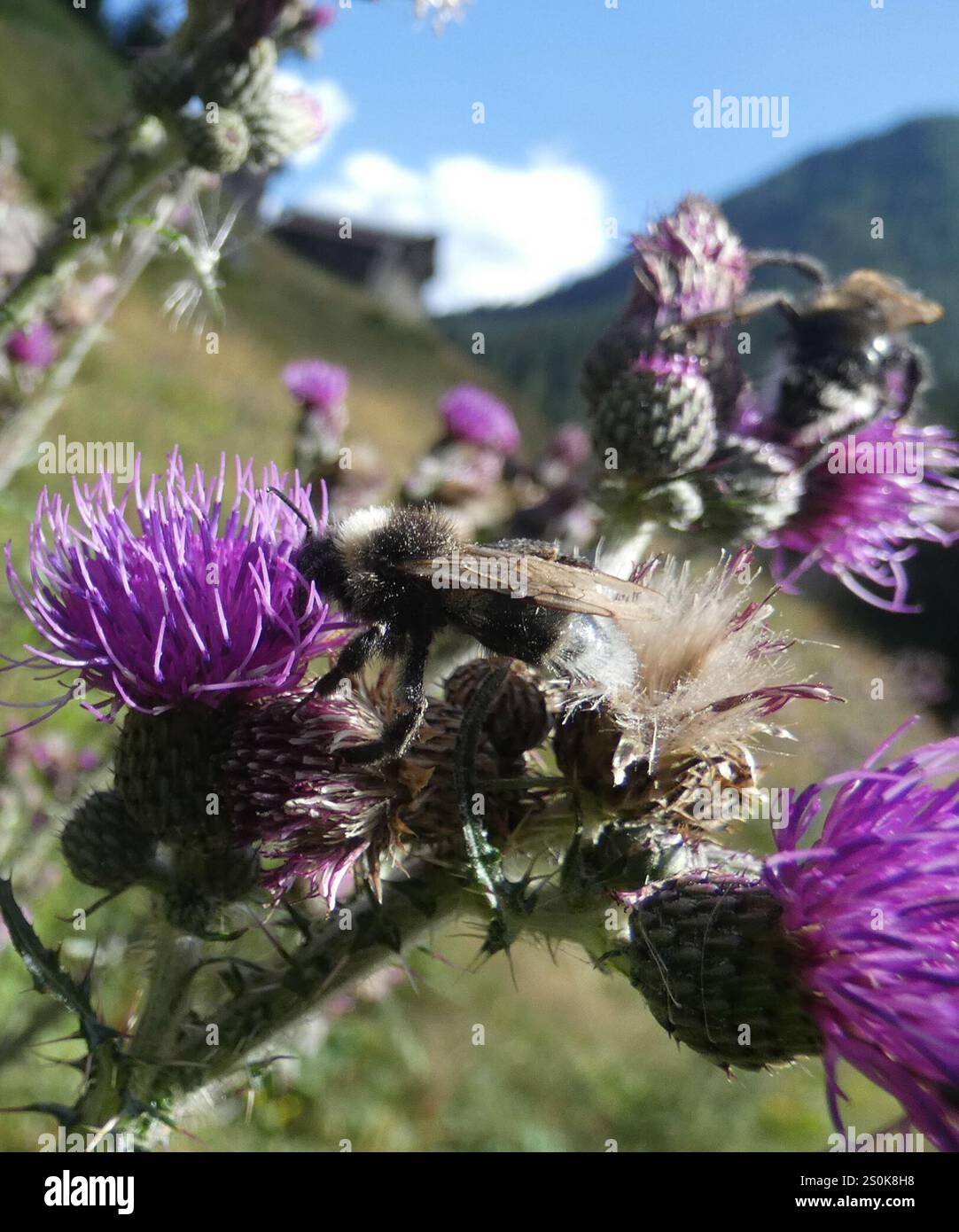 Cuckoo Bumble Bees (Psithyrus Stock Photo - Alamy