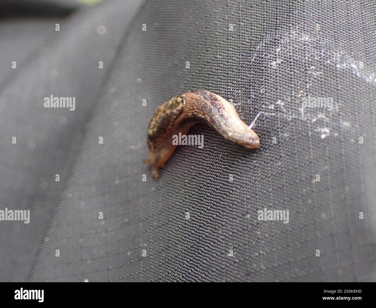 Taildropper Slugs (Prophysaon Stock Photo - Alamy