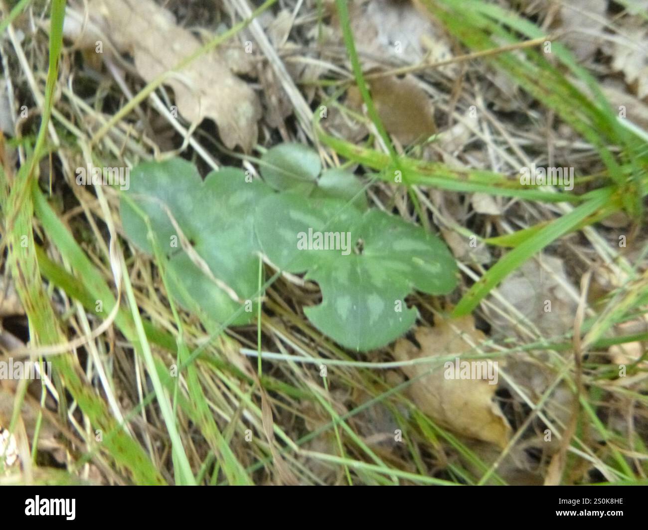 Liverleaf (Hepatica nobilis Stock Photo - Alamy
