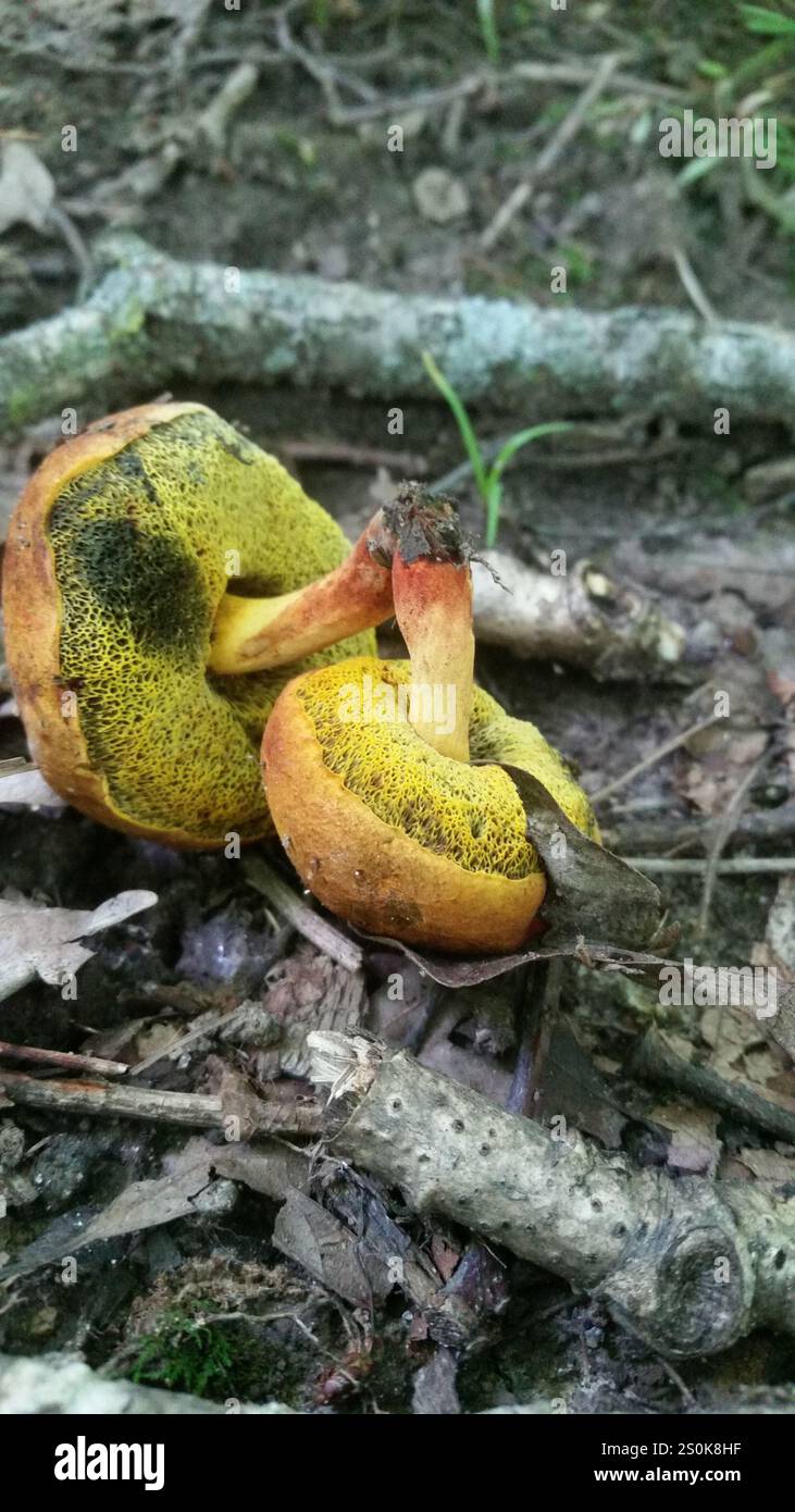Boletellus hi-res stock photography and images - Alamy