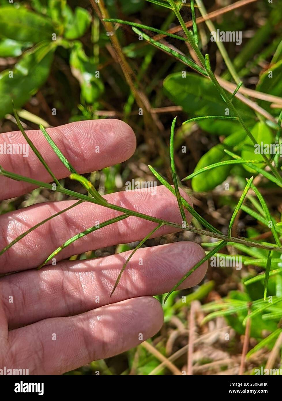 Narrow Leaf Ironweed (Vernonia angustifolia Stock Photo - Alamy