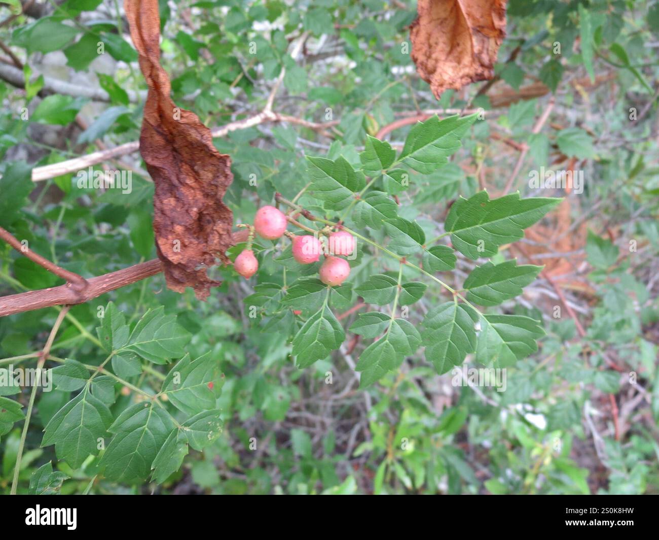 peppervine (Nekemias arborea Stock Photo - Alamy