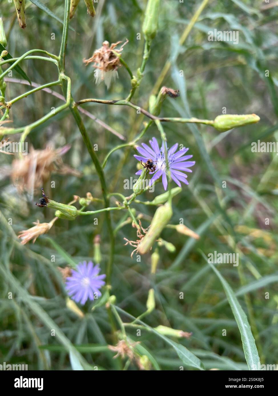 common blue lettuce (Lactuca pulchella Stock Photo - Alamy