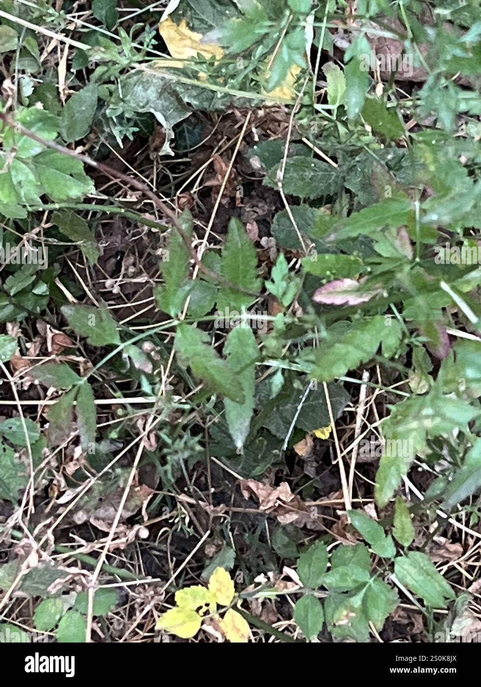 stone parsley (Sison amomum Stock Photo - Alamy