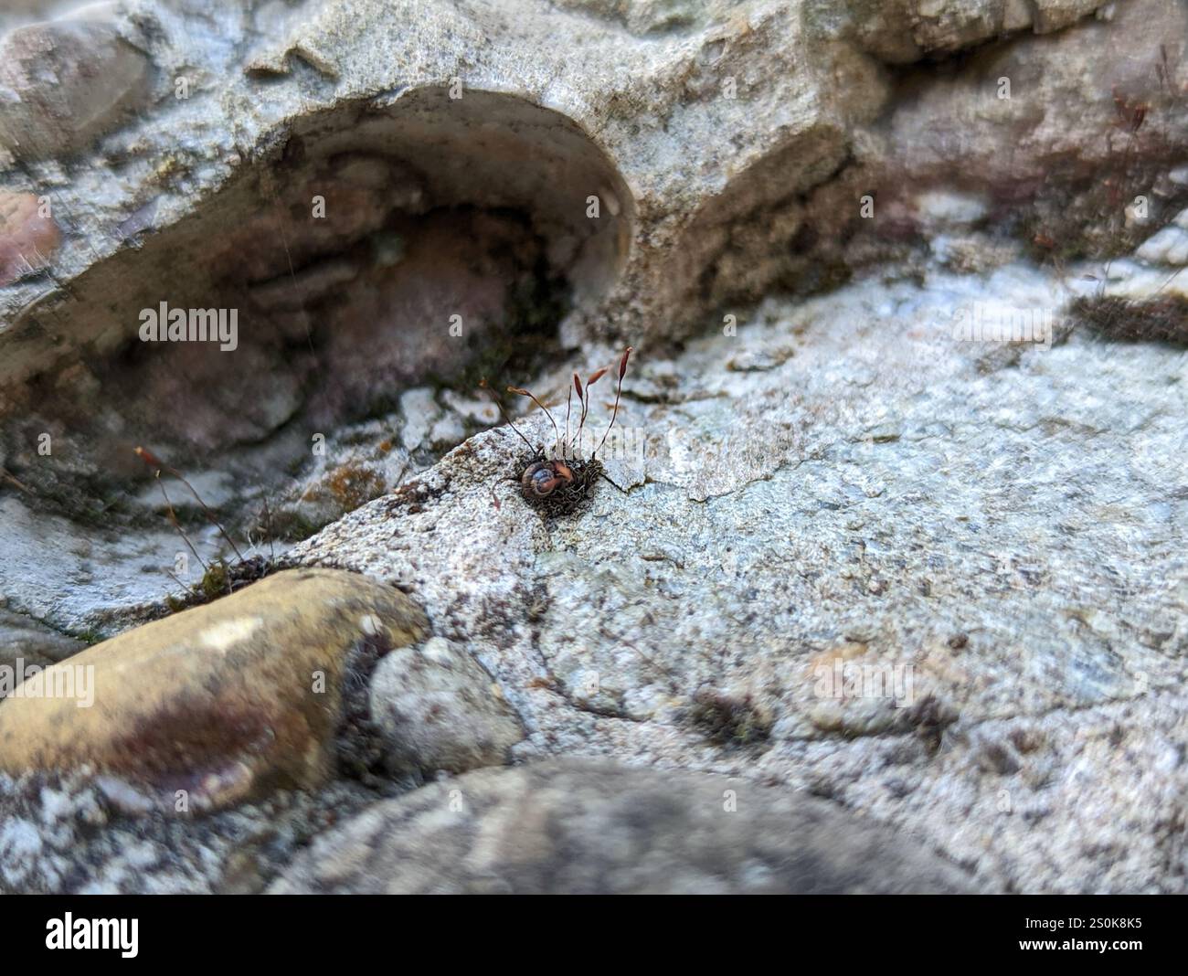 rock snail (Pyramidula pusilla Stock Photo - Alamy