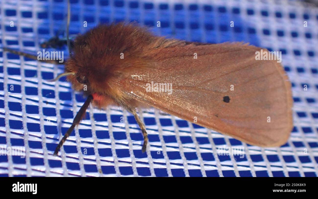 Ruby Tiger Moth (Phragmatobia fuliginosa Stock Photo - Alamy
