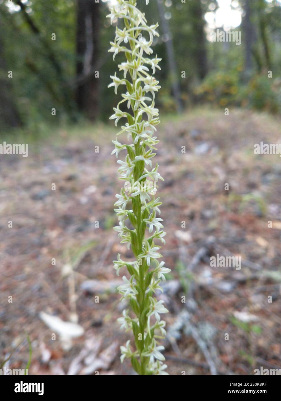 Flat Spurred Piperia (Platanthera transversa Stock Photo - Alamy