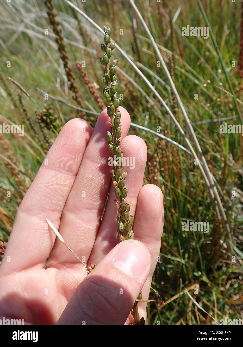common arrowgrass (Triglochin maritima Stock Photo - Alamy