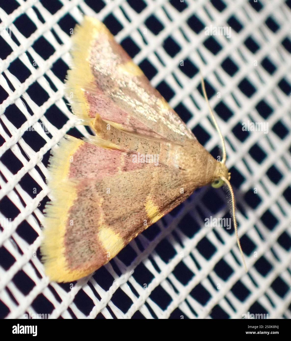 Clover Hayworm Moth (Hypsopygia costalis Stock Photo - Alamy