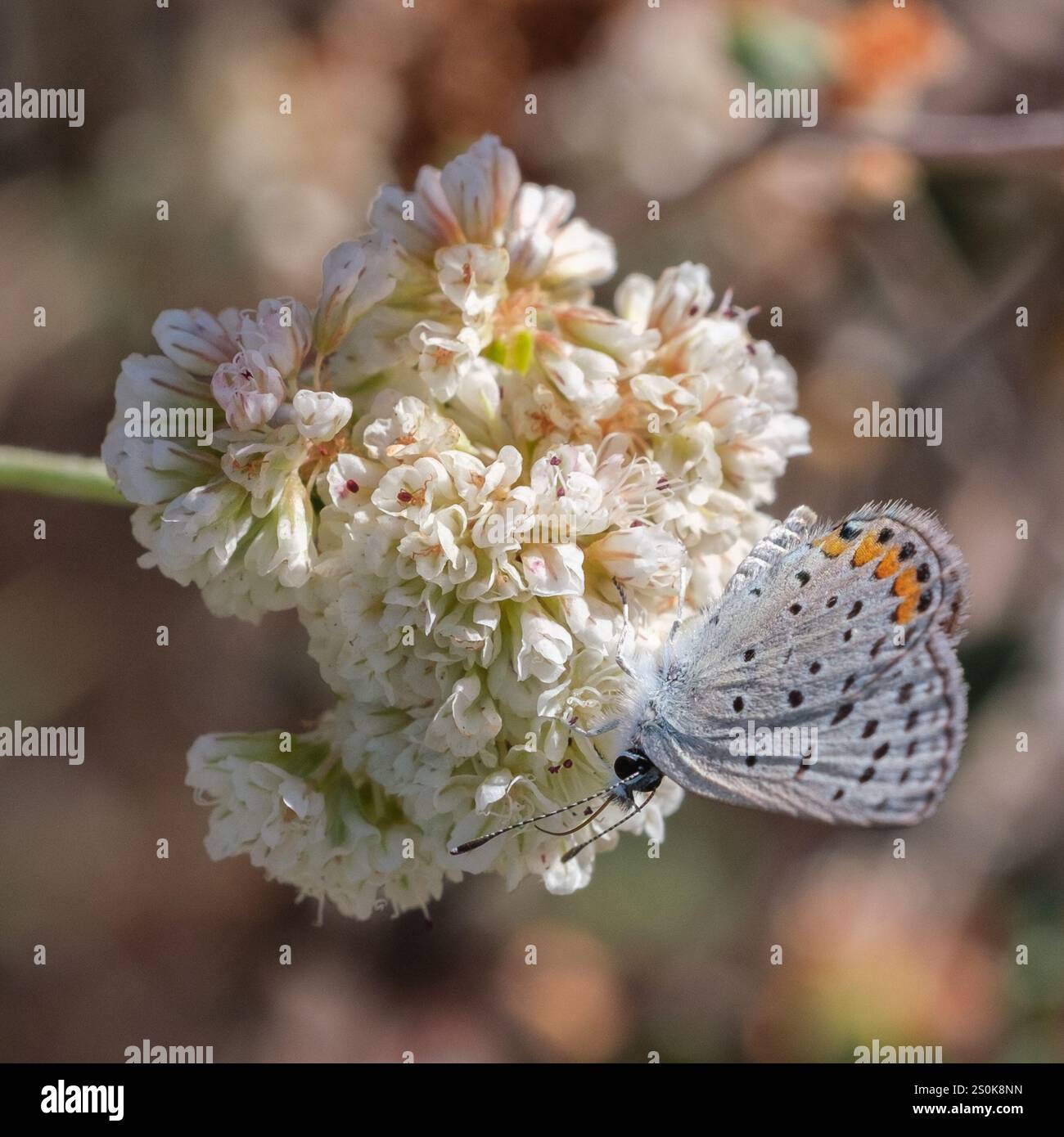 Acmon Blue (Icaricia acmon Stock Photo - Alamy