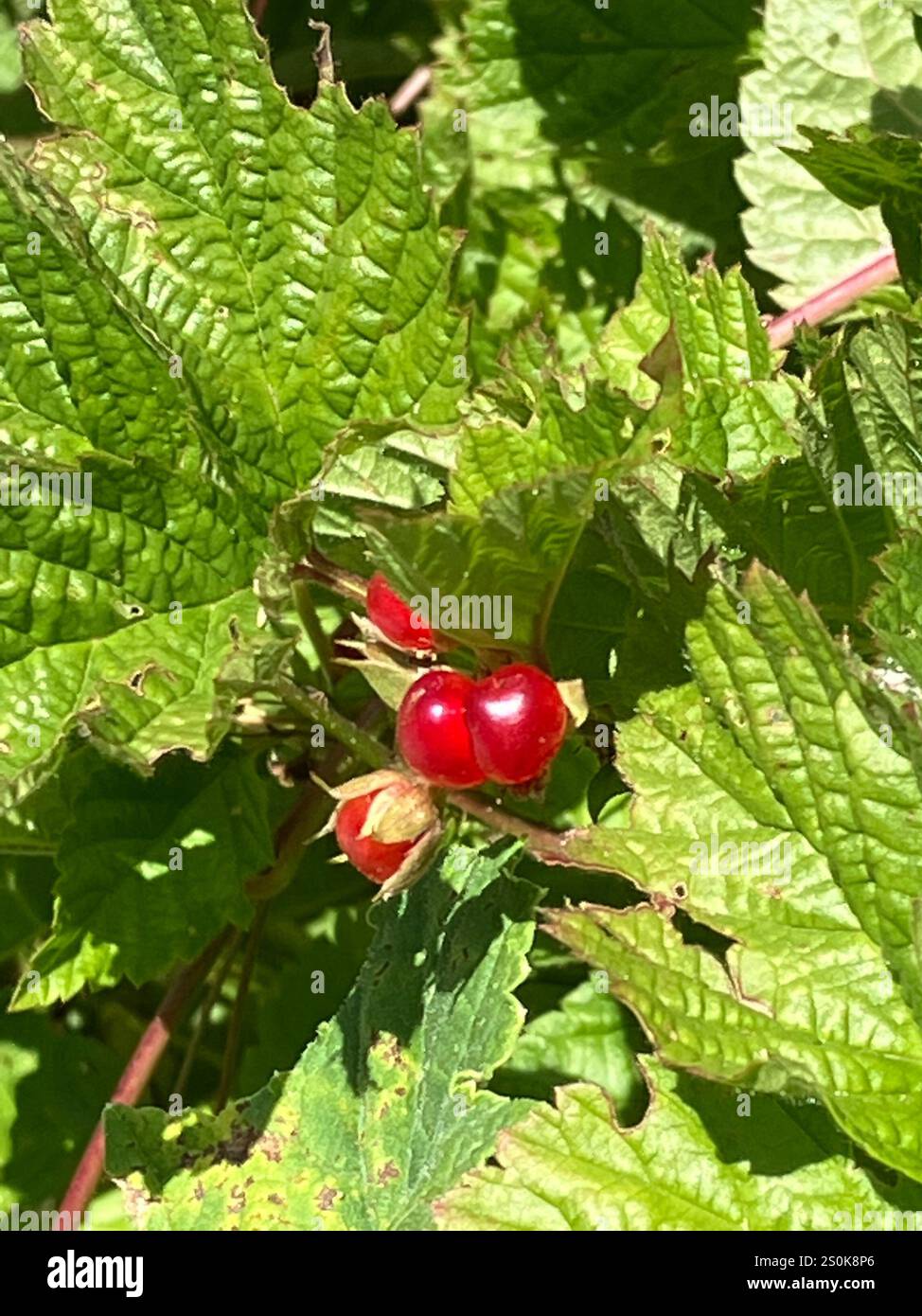 Stone Bramble (Rubus saxatilis Stock Photo - Alamy