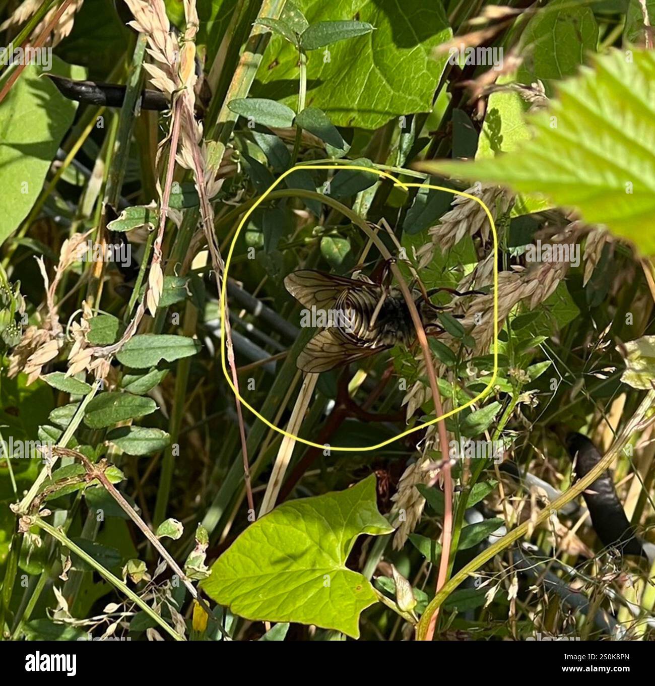 Dark Giant Horse Fly (Tabanus sudeticus Stock Photo - Alamy