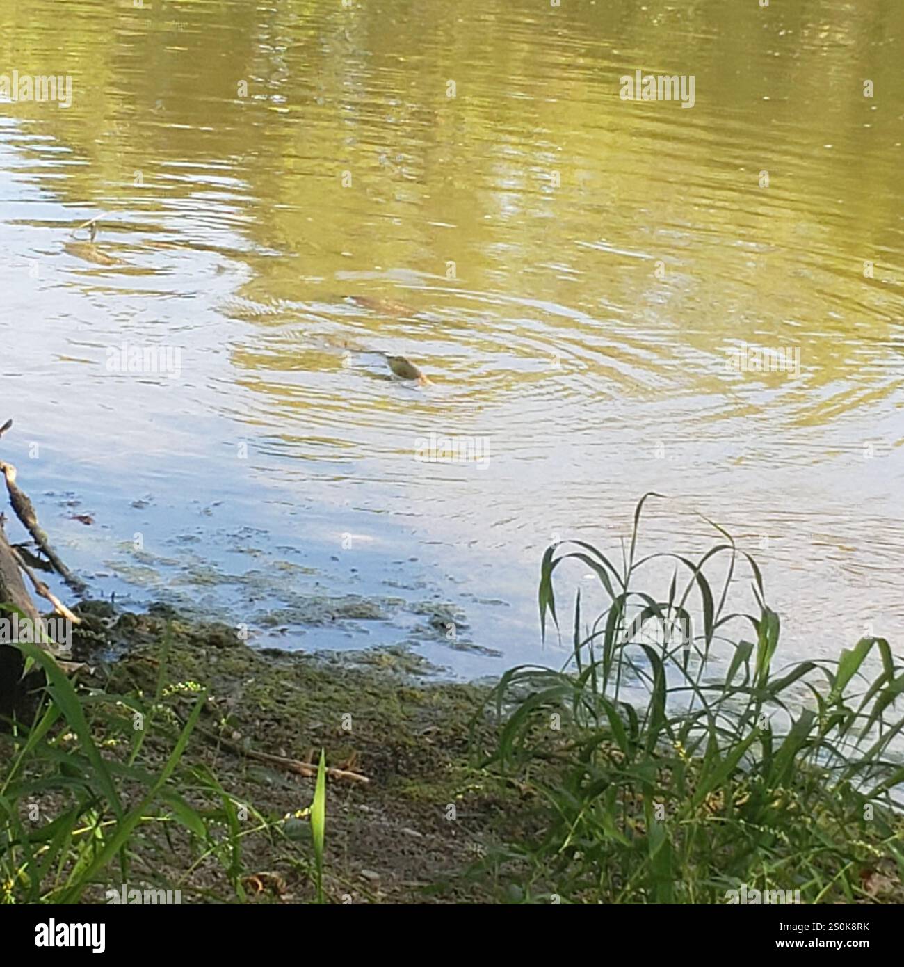 European Carp (Cyprinus carpio Stock Photo - Alamy