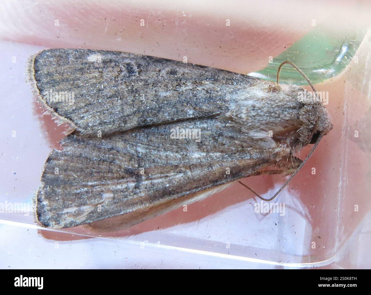 Turnip Moth (Agrotis segetum Stock Photo - Alamy
