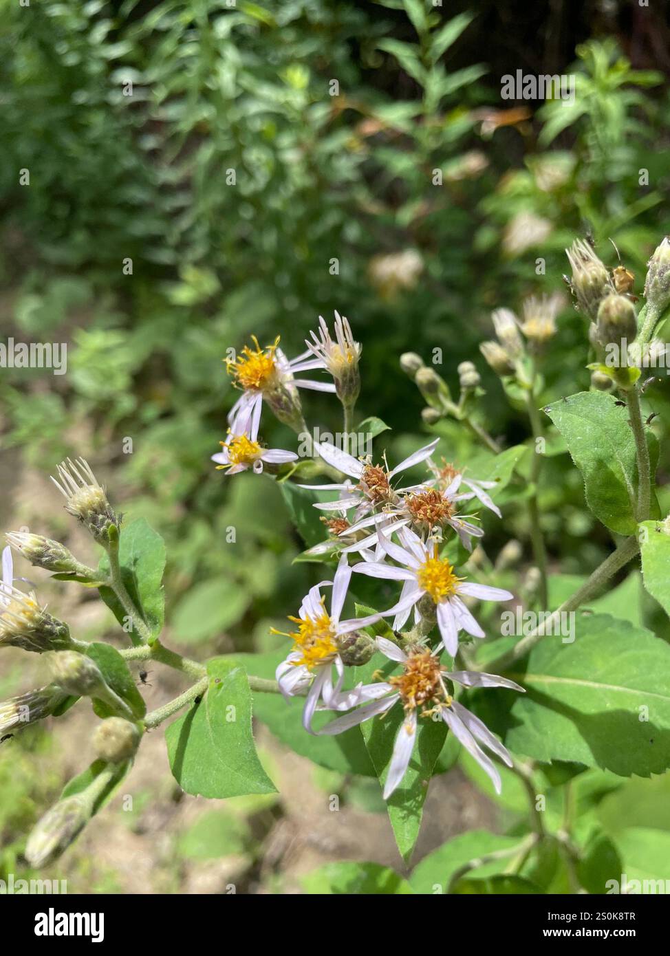 large-leaved aster (Eurybia macrophylla Stock Photo - Alamy