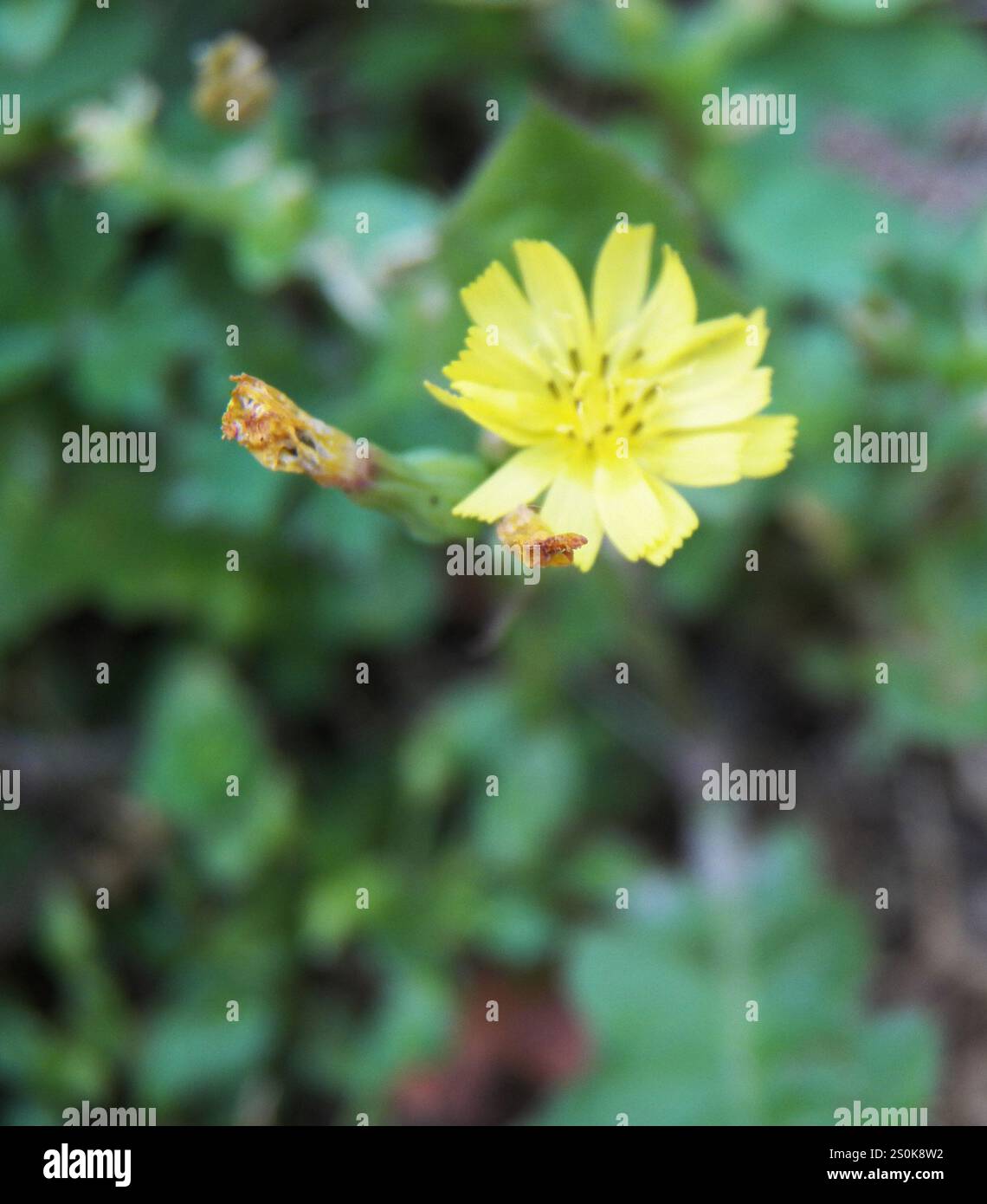 Oriental false hawksbeard (Youngia japonica Stock Photo - Alamy