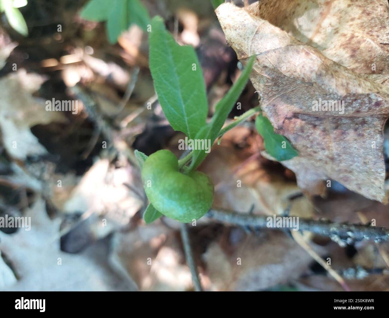 Blueberry Stem Gall Wasp (Hemadas nubilipennis Stock Photo - Alamy