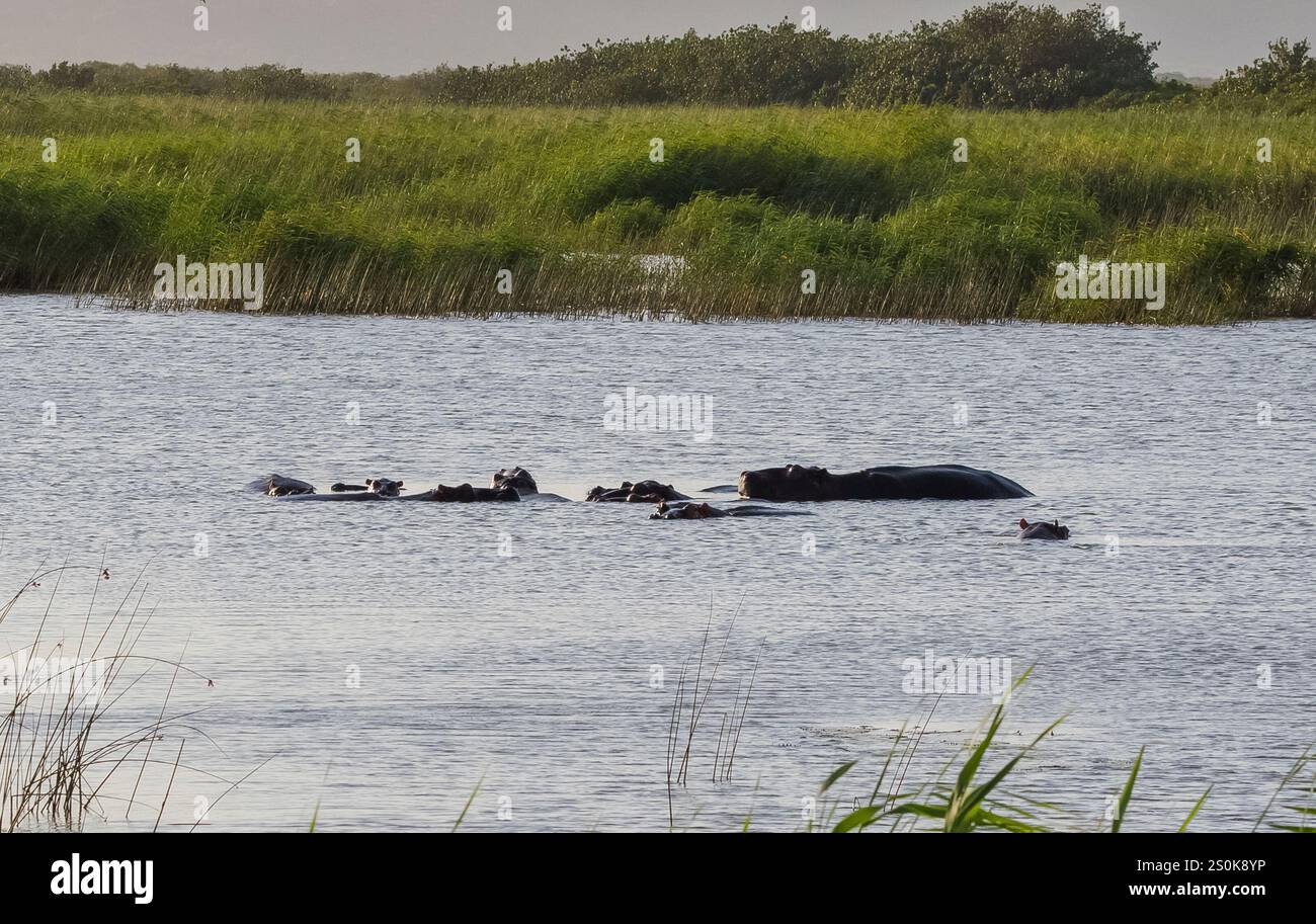 Hippo (Hippopotamus amphibius) is a large mammal herbivore from the ...