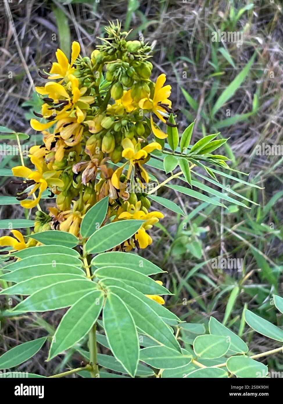 American senna (Senna hebecarpa Stock Photo - Alamy