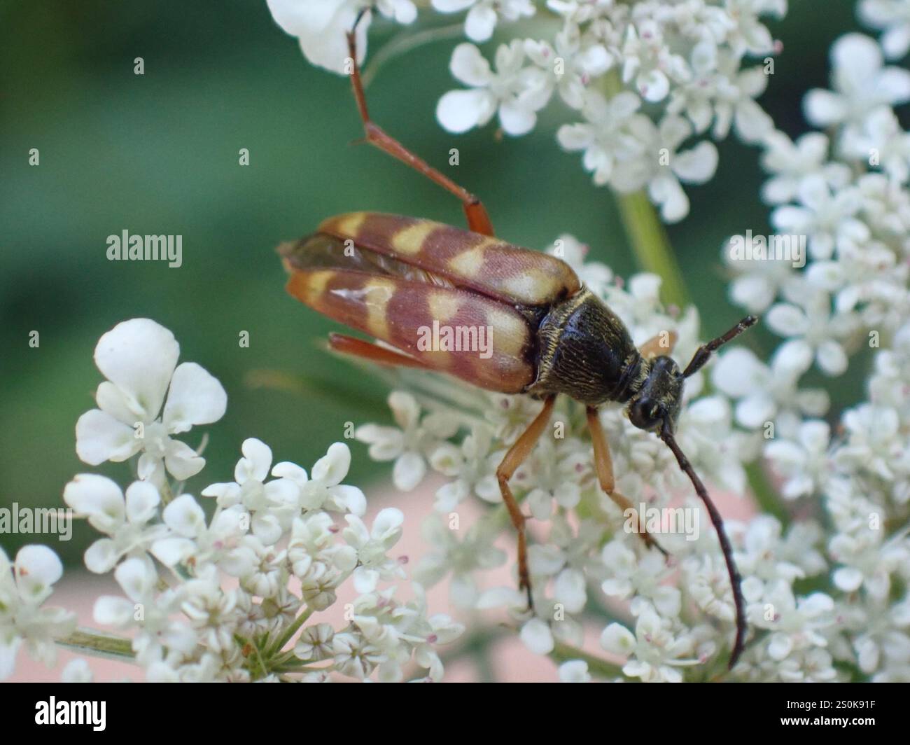 Banded Longhorn Beetle (Typocerus velutinus Stock Photo - Alamy